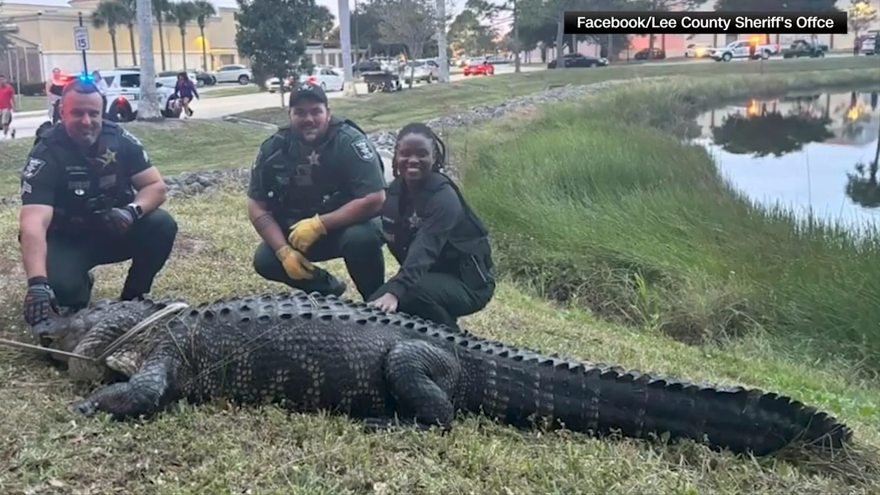 LCSO deputies capture giant alligator outside Florida mall - WSVN 7News ...