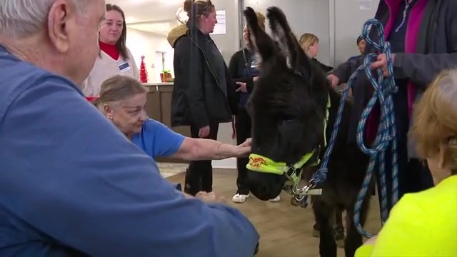 Therapy donkey visits Minnesota senior living center - WSVN 7News ...