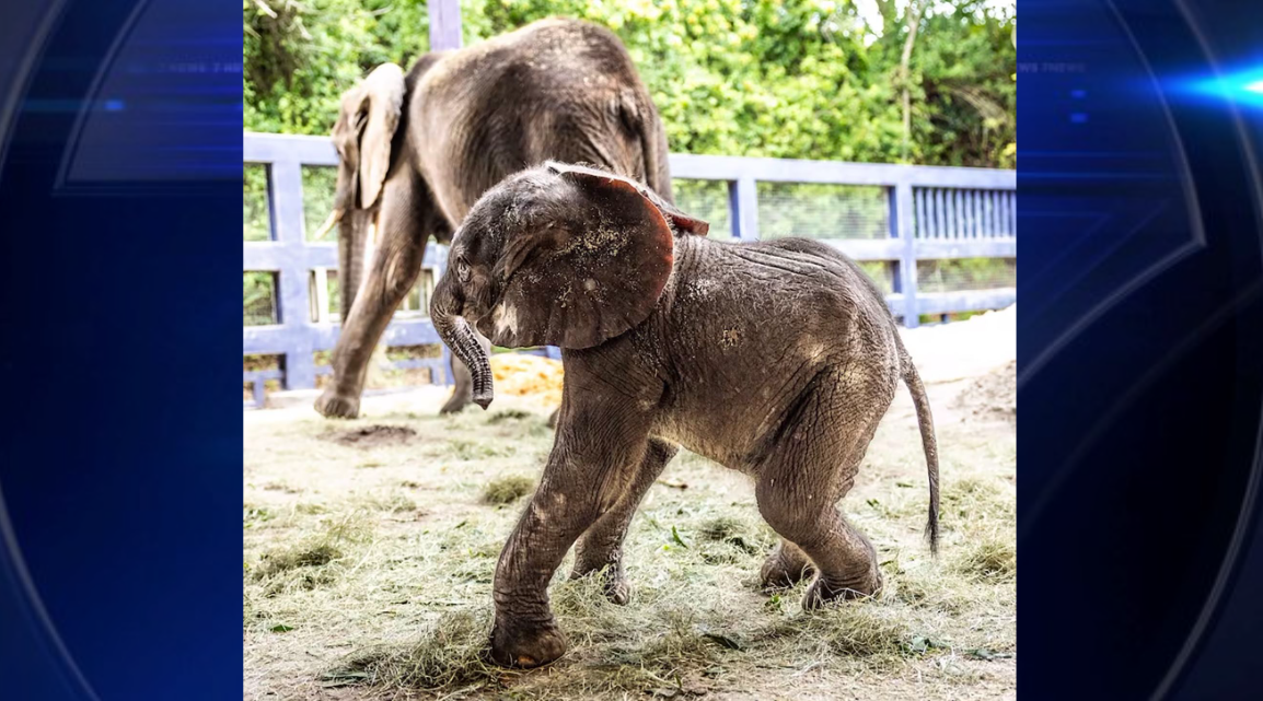 First baby African elephant born at Disney’s Animal Kingdom in 7 years ...