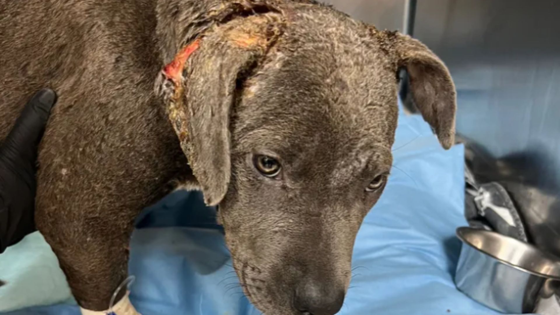 Puppy recovering at local hospital after suffering attack from other ...