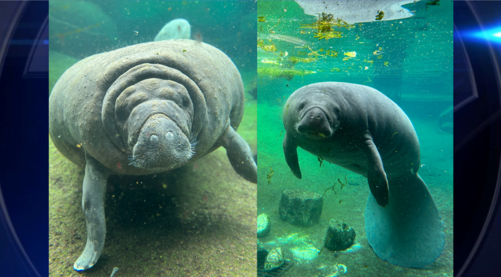 Florida zoo giving special care to Romeo and Juliet, ‘two of the oldest ...