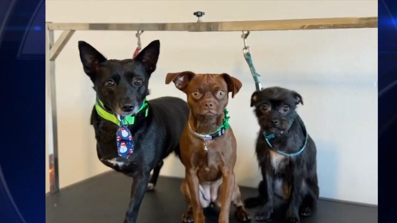 7 displaced, 2 dogs dead after fire breaks out at triplex in Miami ...