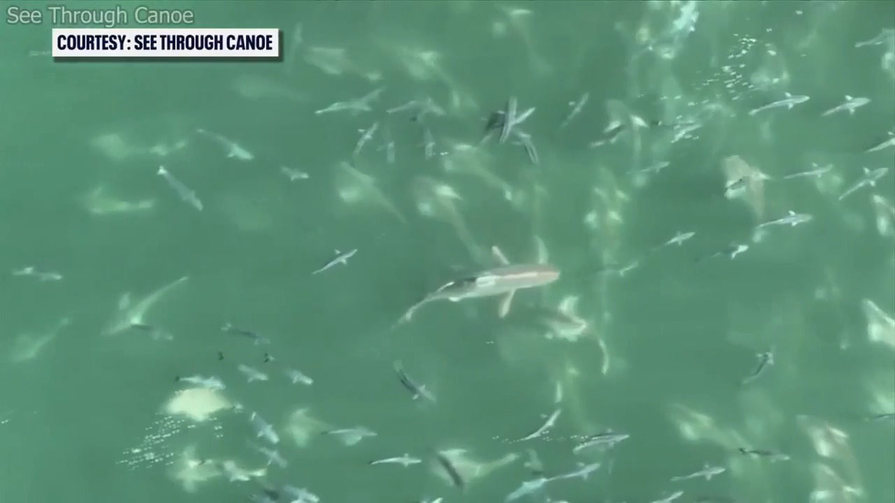 Residents raise money to investigate bass sounds coming from Tampa Bay ...