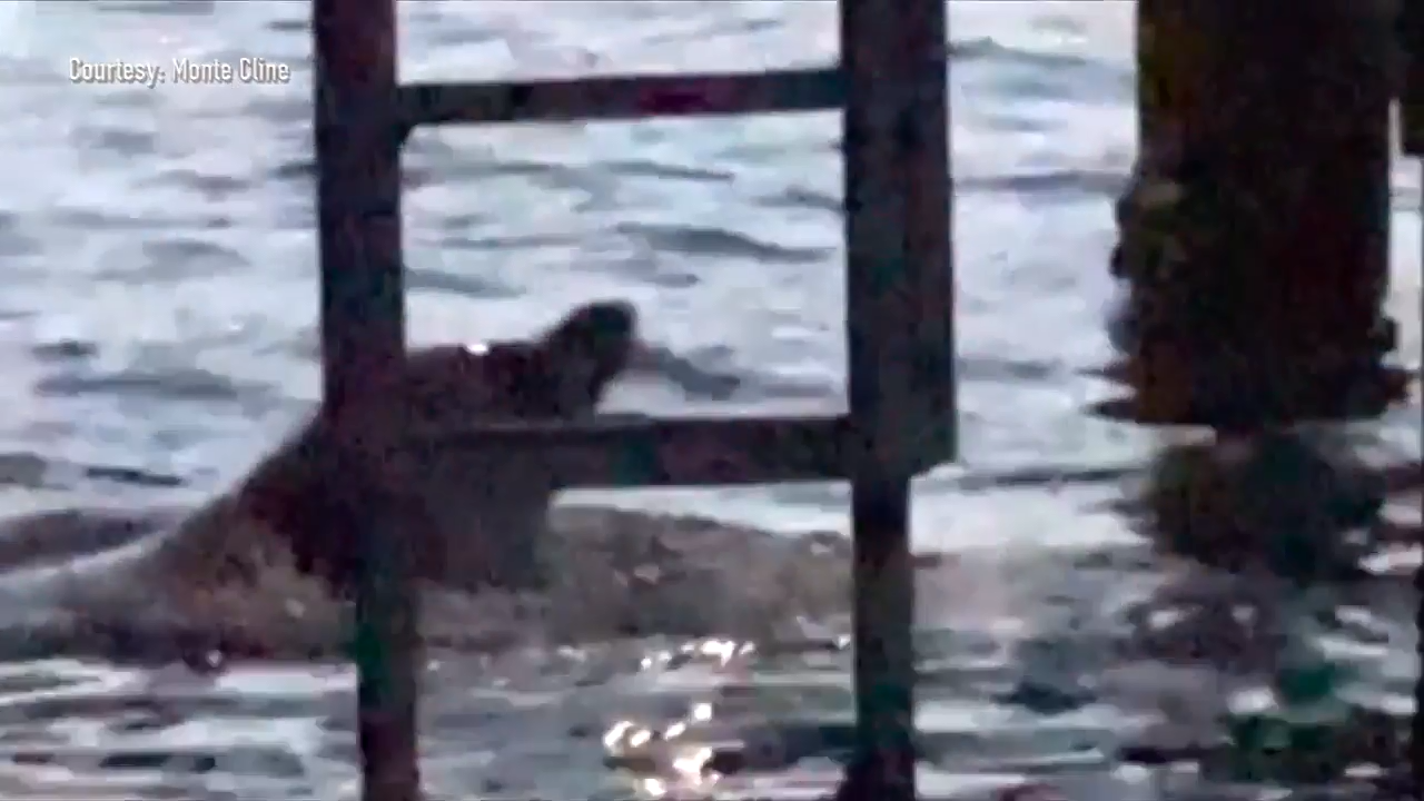 Community comes together to rescue dolphin trapped in illegal gill net ...