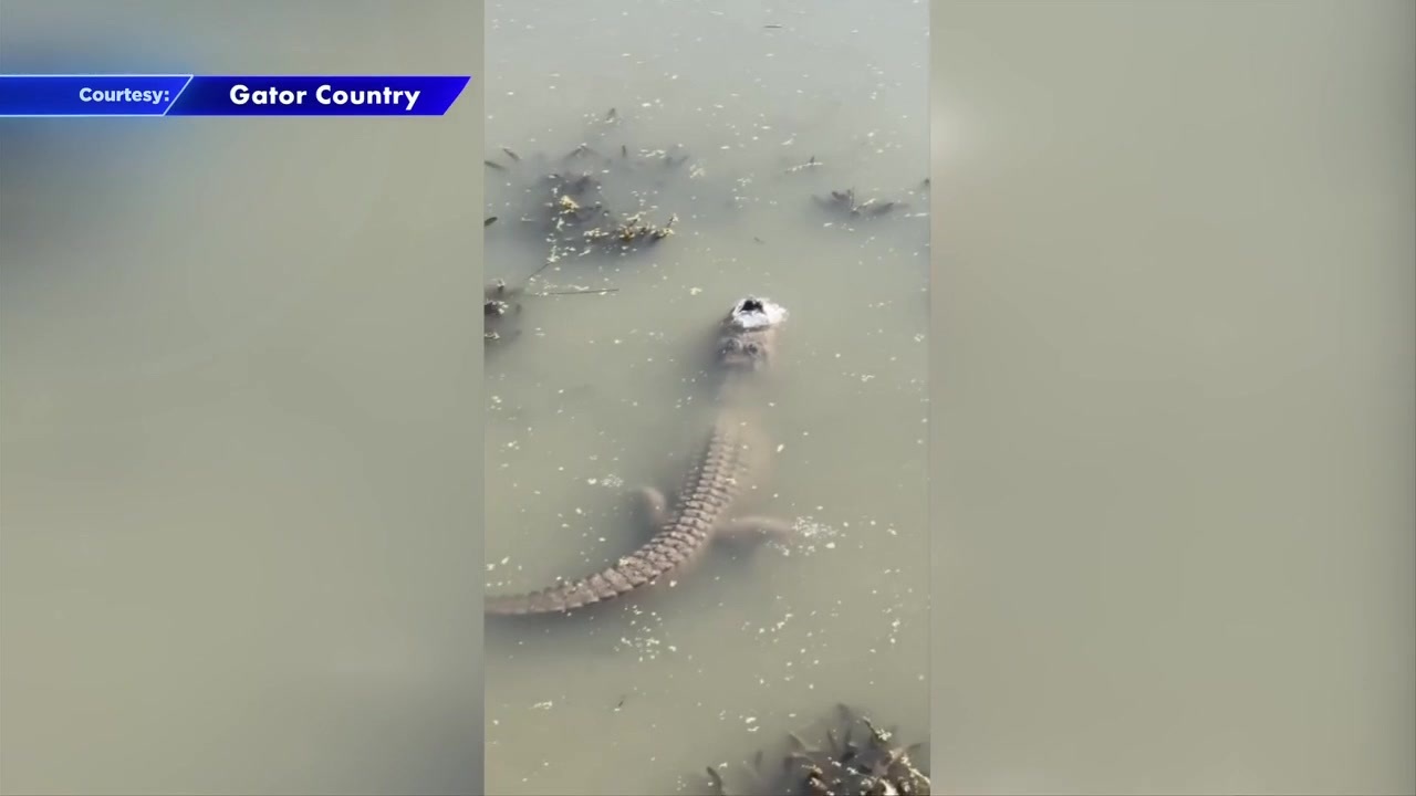 An alligator in Texas was found totally submerged in frozen water ...