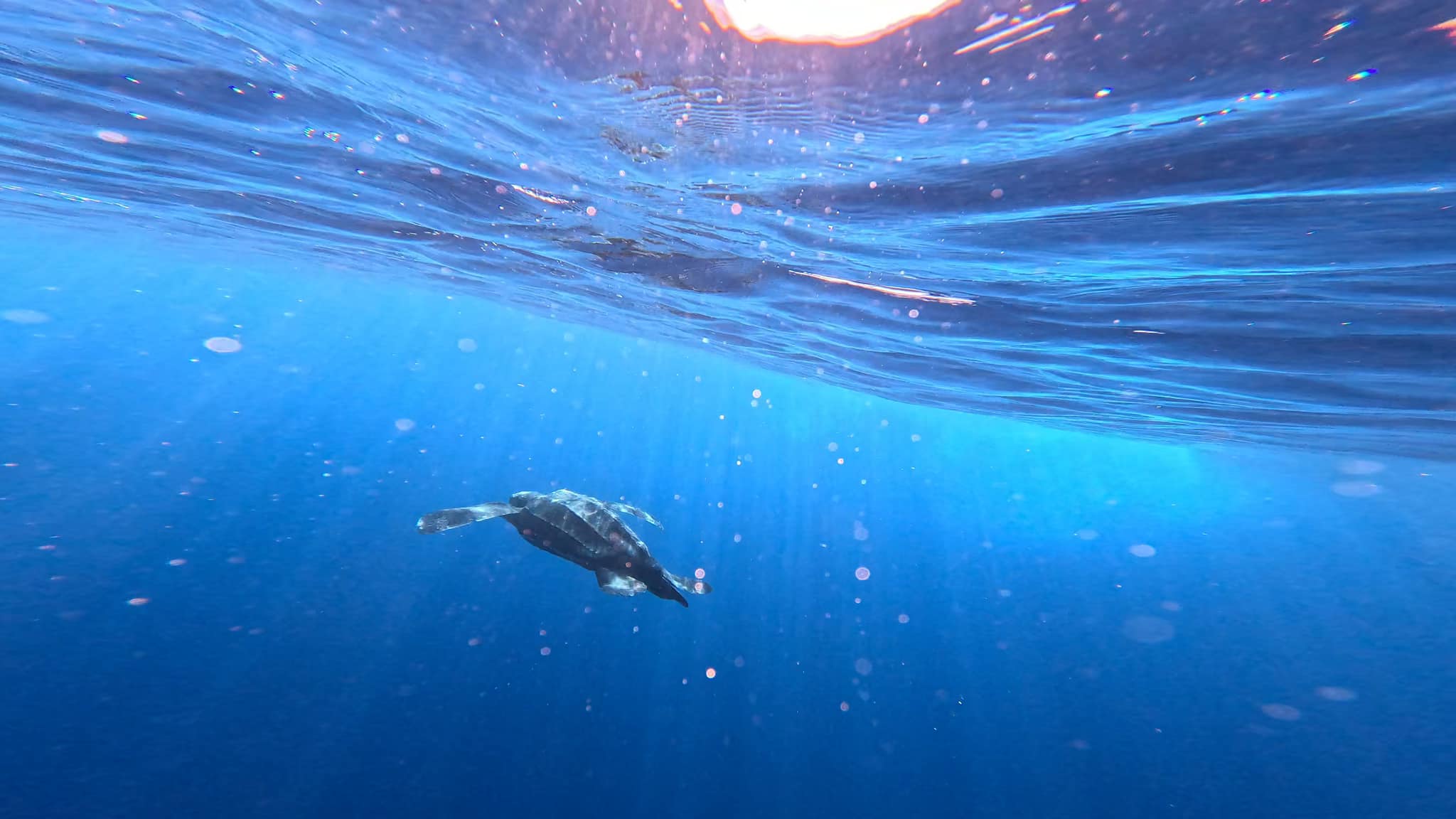 Leatherback turtle found stranded on South Beach rescued and released ...