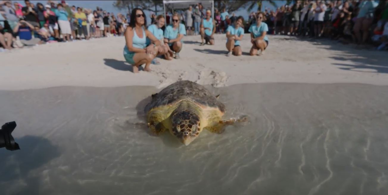 Rescued loggerhead sea turtle returns to ocean after successful ...