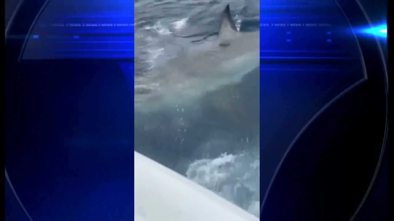 Charter boat captain catches great white shark during fishing adventure ...