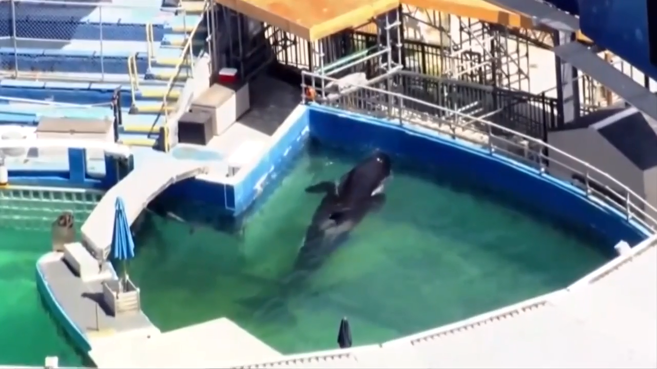 Former SeaWorld trainer reacts to Miami Seaquarium violations ...