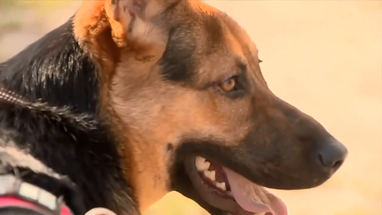 Woman who found veteran’s missing dog speaks out; owner set to be ...