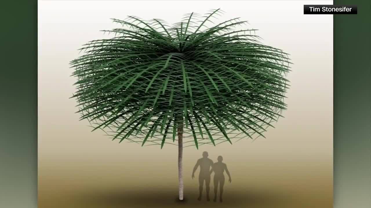 Rare ancient tree discovery has scientists ‘gobsmacked’ - WSVN 7News | Miami News, Weather ...