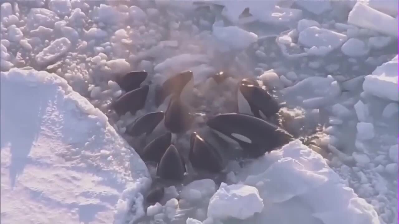 A pod of killer whales trapped in drift ice off northern Japan has ...