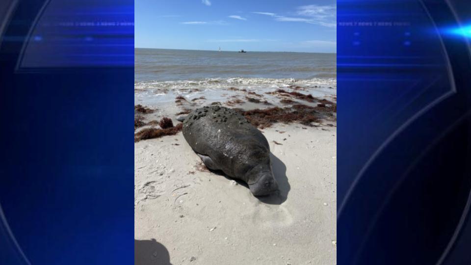 Deputies help rescue manatee calf stranded on Fort Myers Beach - WSVN ...