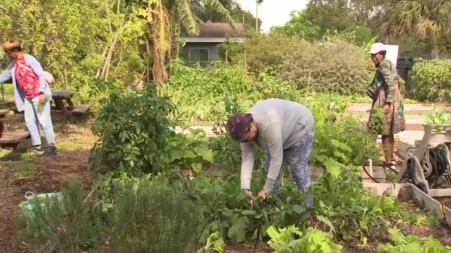 Pompano Beach group turns vacant lots into community garden to feed ...