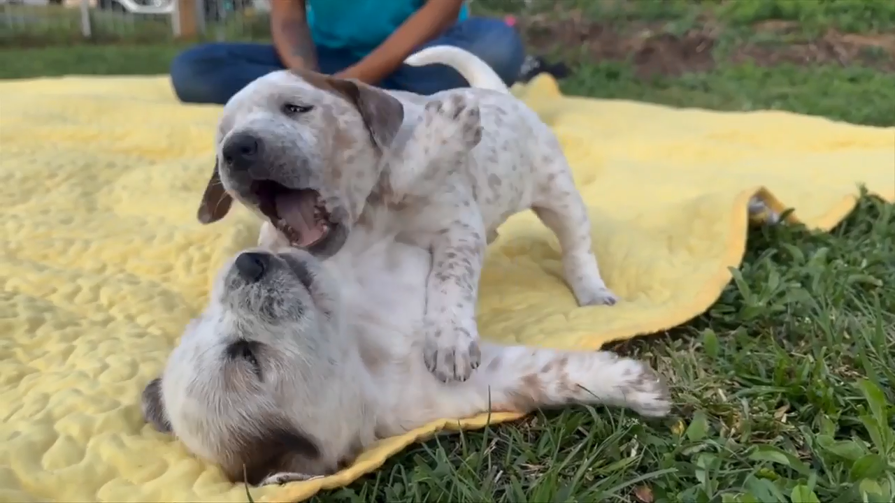 Rescuers save mother dog and 2 puppies found dumped on side of road in ...