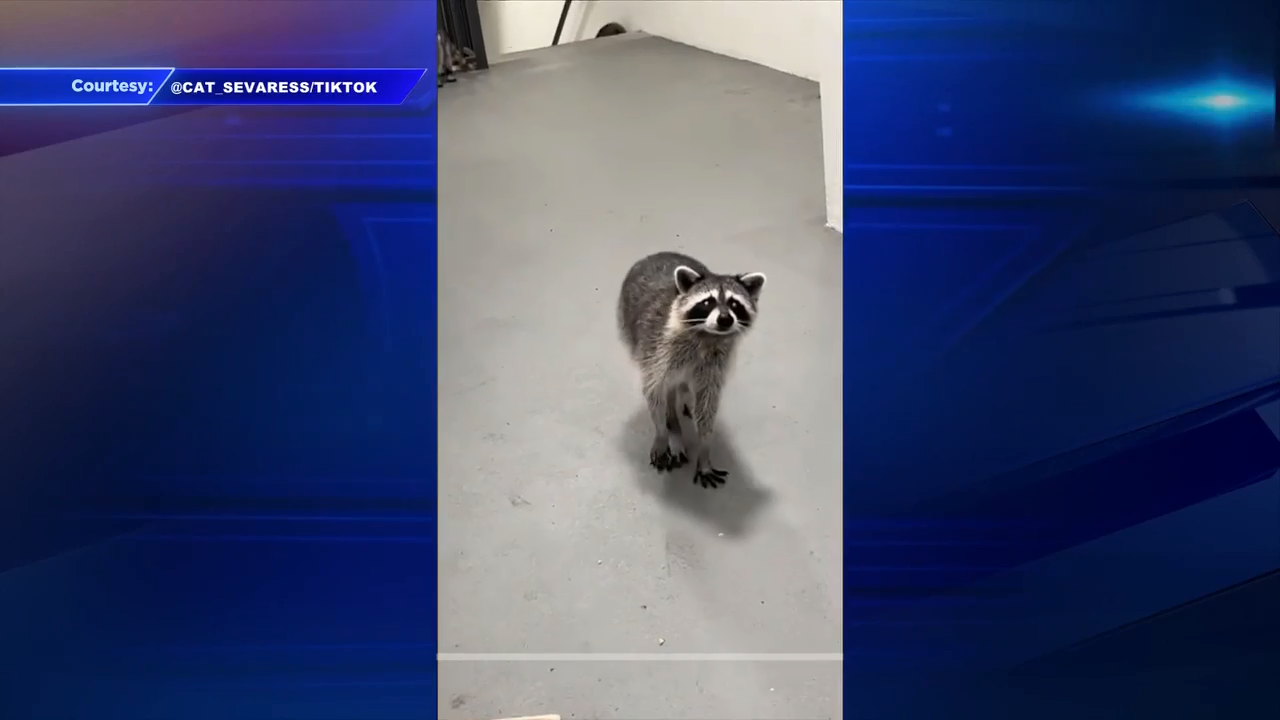 Florida woman’s DoorDash order swiped by raccoons - WSVN 7News | Miami ...