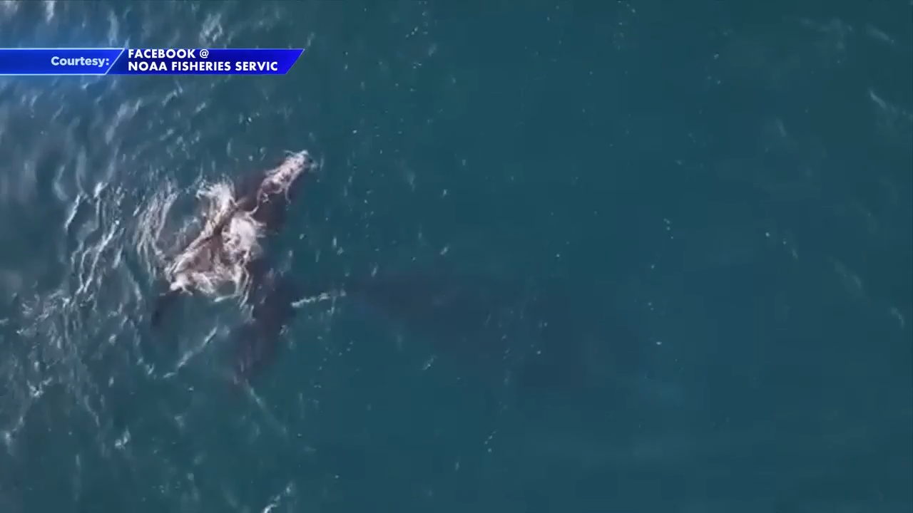 North Atlantic right whale seen on Florida coast found dead following ...