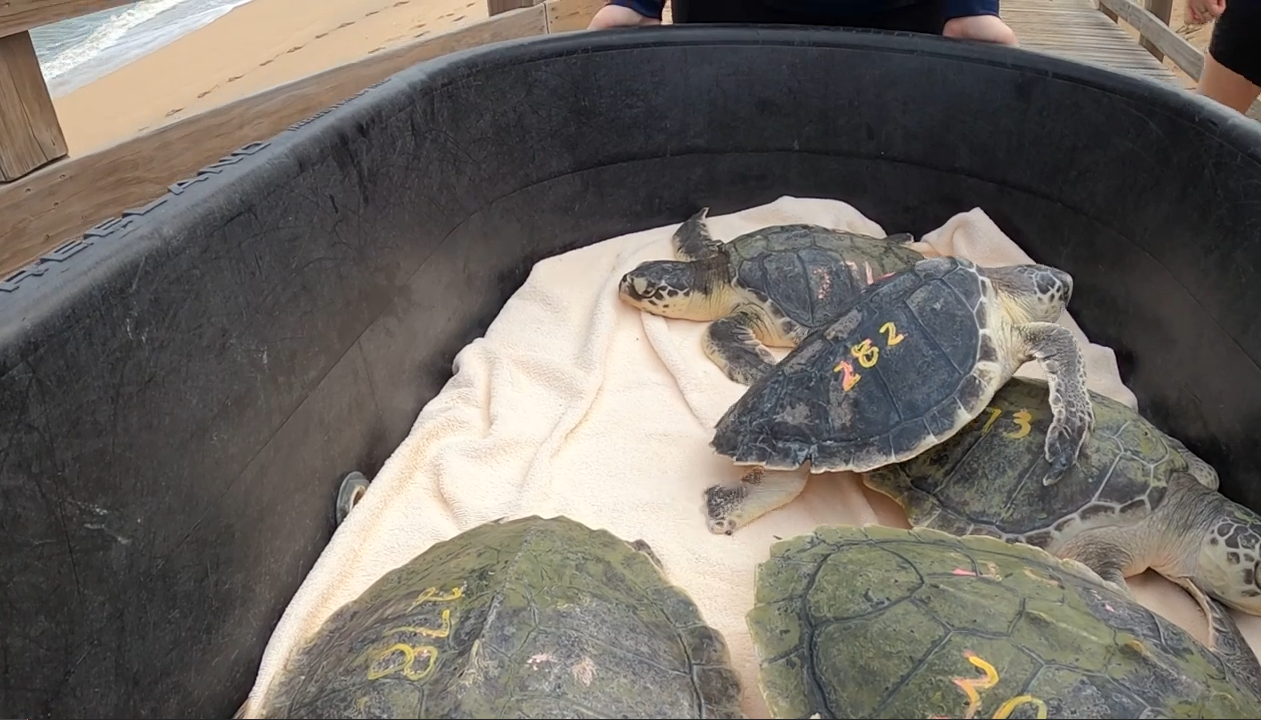 11 cold-stunned sea turtles returned to Atlantic after rehabilitation ...