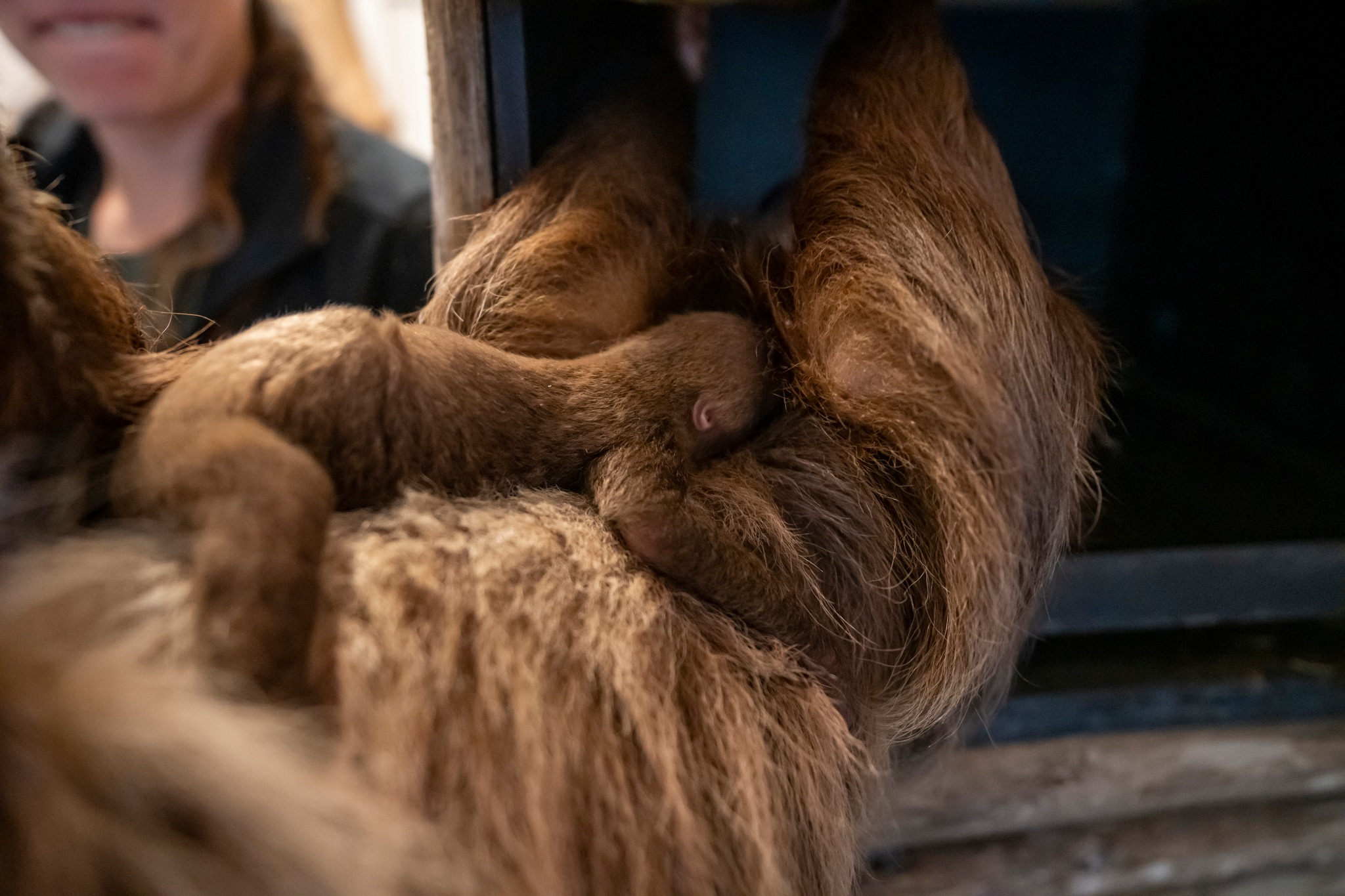 Florida zoo welcomes furry baby Hoffman’s two-toed sloth - WSVN 7News ...