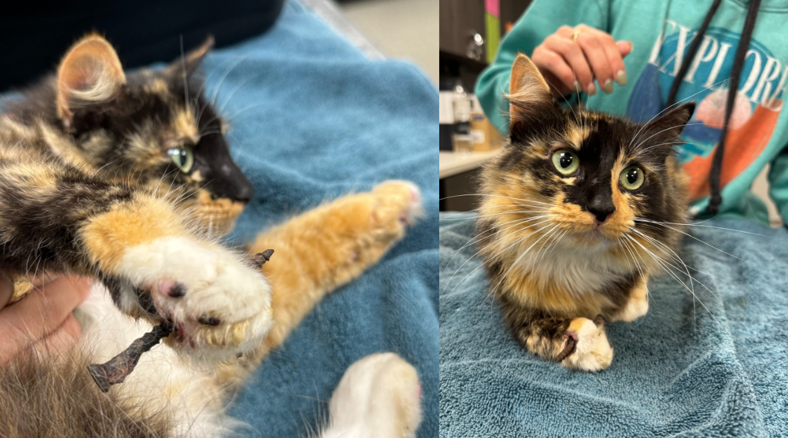 Humane Society of Tampa Bay rescues cat with screw in paw - WSVN 7News ...
