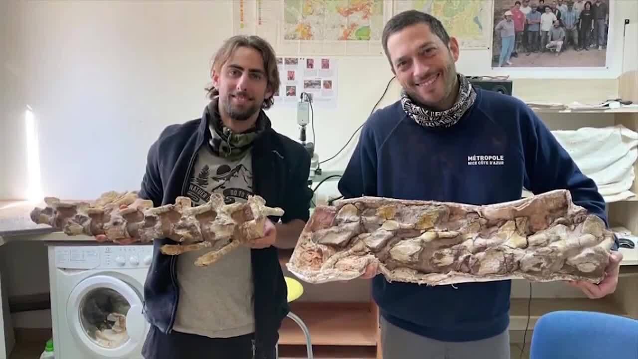 70 million-year-old giant dinosaur skeleton found connected from skull ...