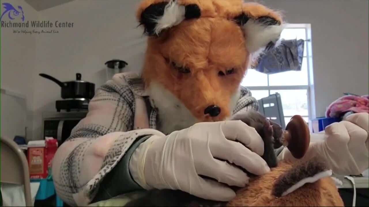 Staff at a Virginia wildlife center pretend to be red foxes as they ...