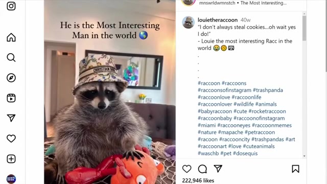 Louie the social media influencer ‘living the raccoon dream’ with his ...