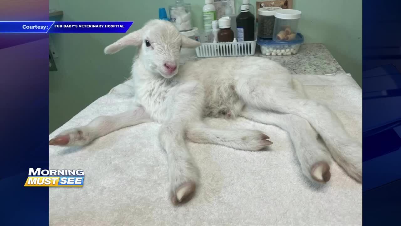 Five-legged lamb rescued from Mississippi farm embarks on recovery to ...