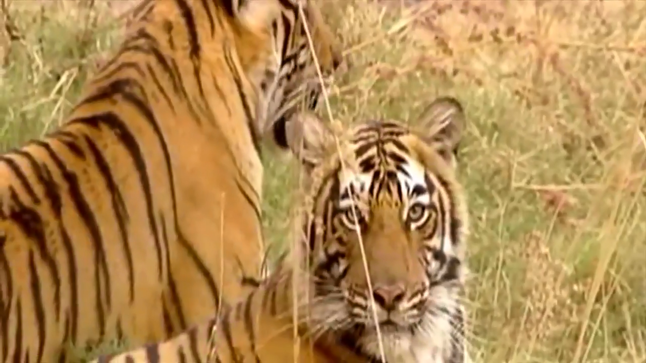 How NASA and Google Earth are helping save tigers - WSVN 7News | Miami News, Weather, Sports ...