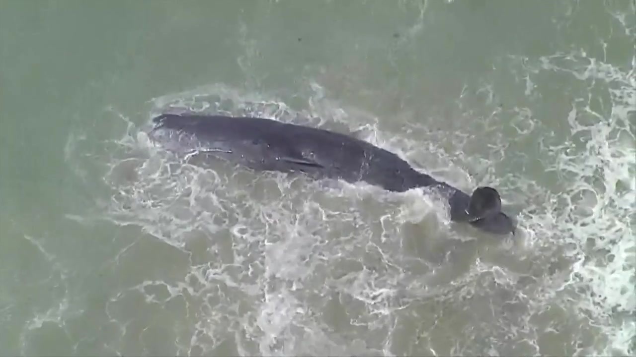 Sperm whale dies after beaching along Florida’s Gulf Coast - WSVN 7News ...