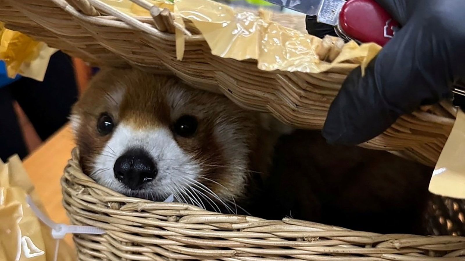 Red panda found alongside 86 other animals in luggage at Thai airport ...