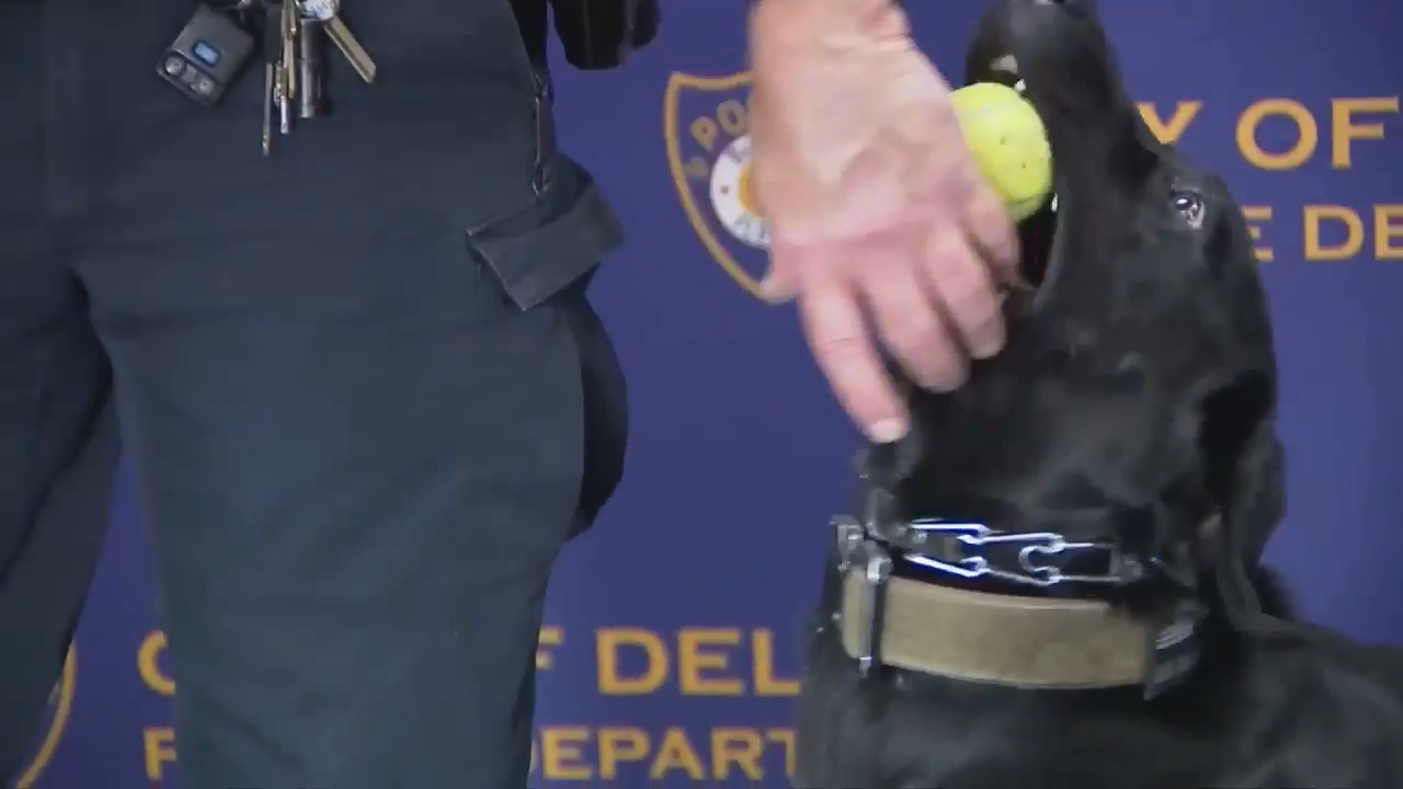Florida K 9 Locates Missing 3 Year Old In The Woods Wsvn 7news