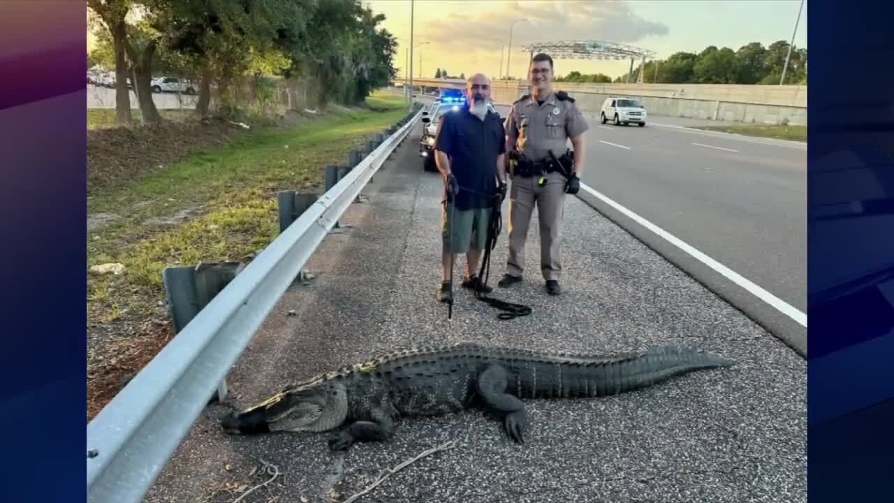 Florida trooper and trapper relocate 9-foot gator found on Tampa ...