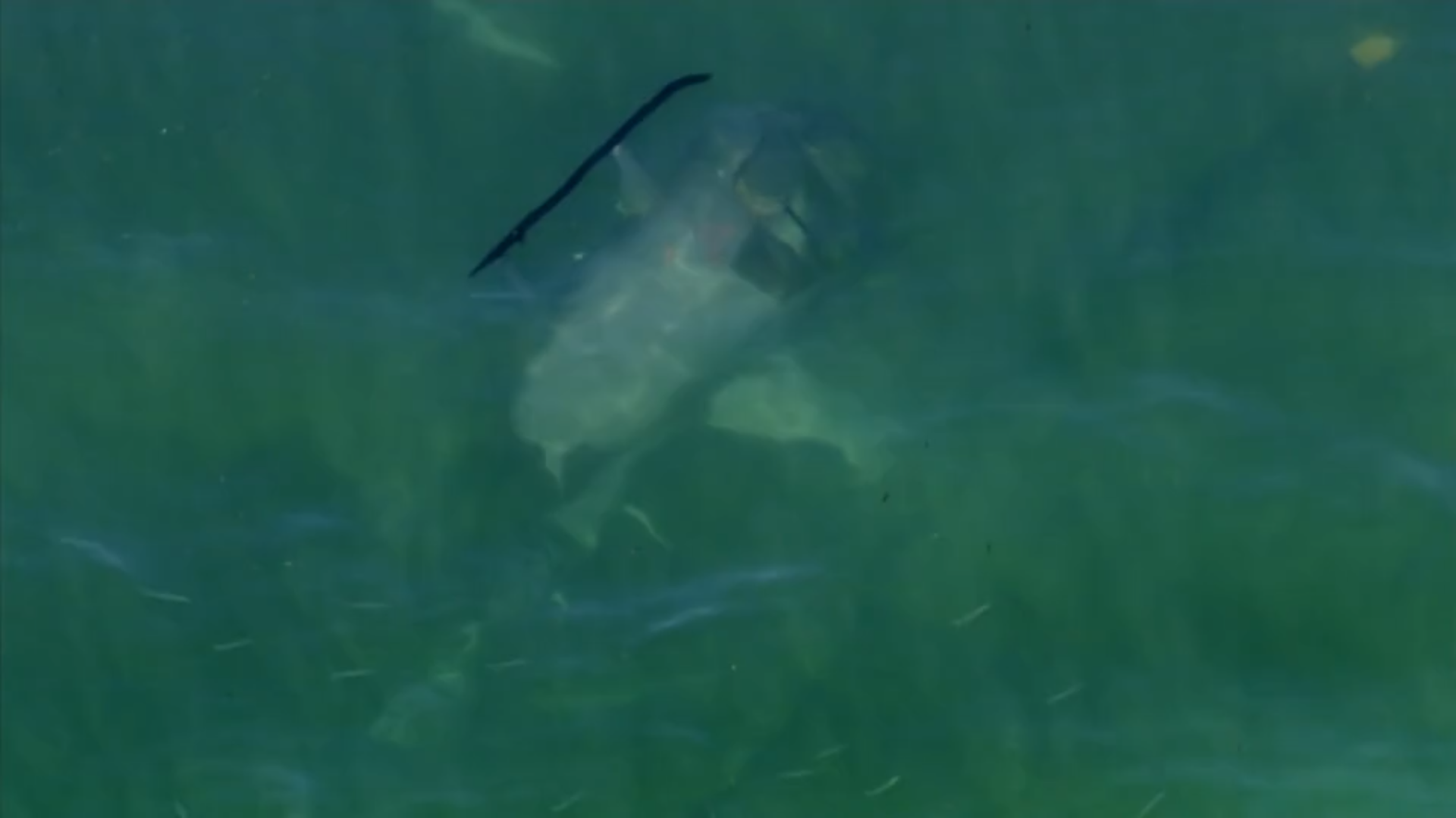 Pilot rescued after helicopter crashes into water near Key Biscayne ...