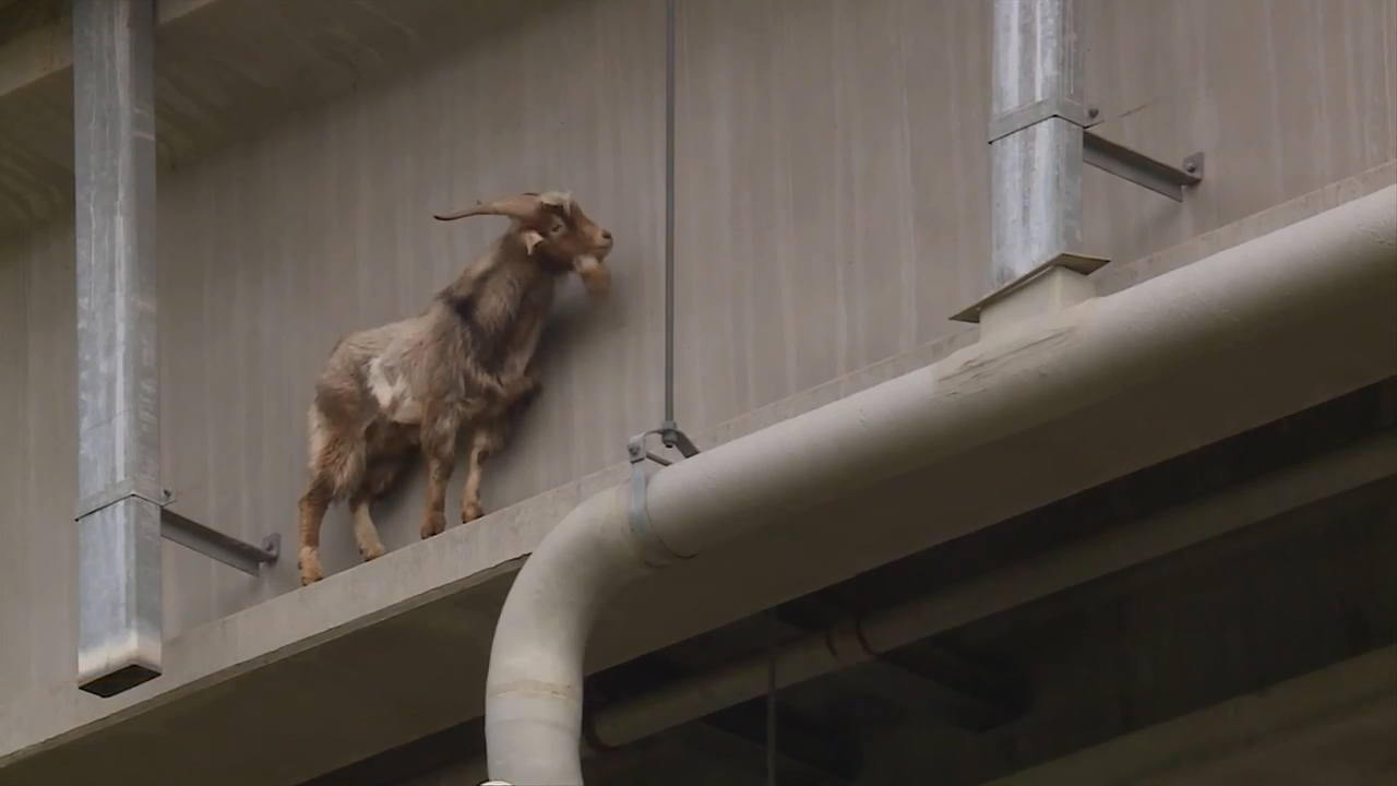 Mountain goat stuck under Kansas City bridge survives rocky rescue ...