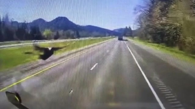 Turkey smashes through semi windshield, injures trucker on I-5 near ...