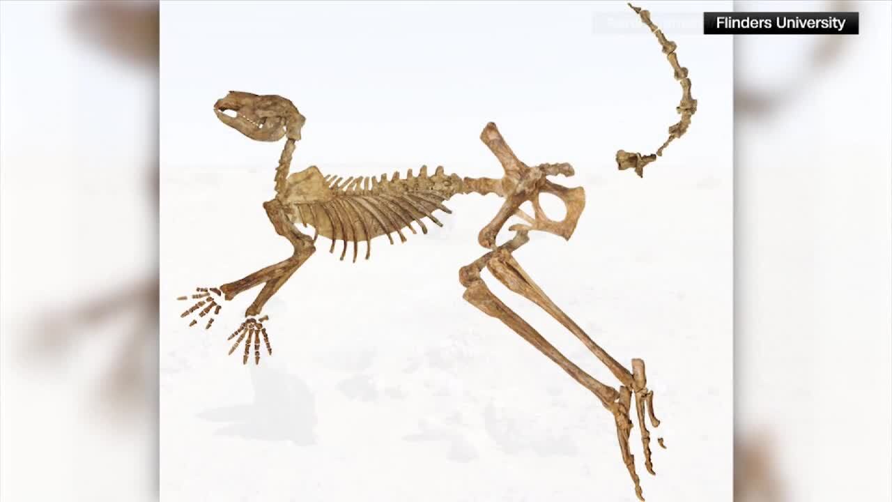 Scientists identify three new species of ancient kangaroo—and one was ...