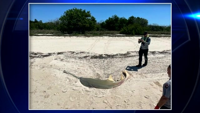 Rangers find 4th dead smalltooth sawfish at Everglades National Park in ...