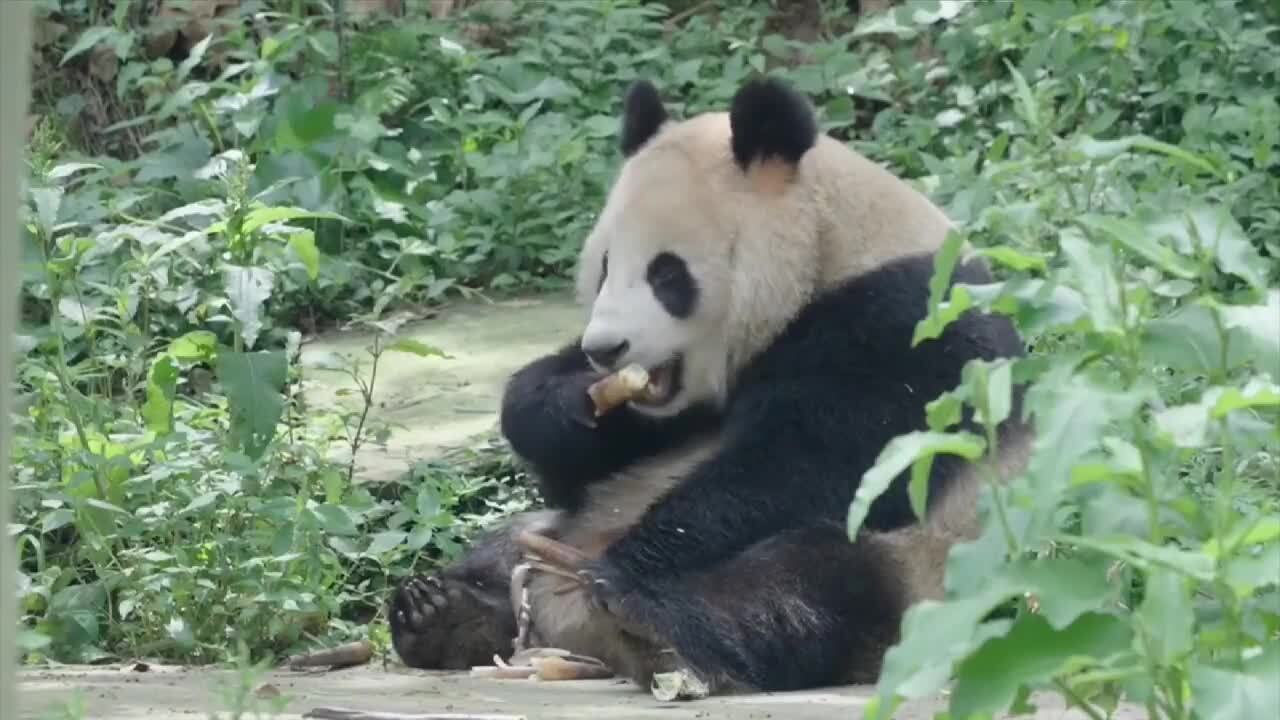 Pair of giant pandas set to travel from China to San Diego Zoo under conservation partnership ...