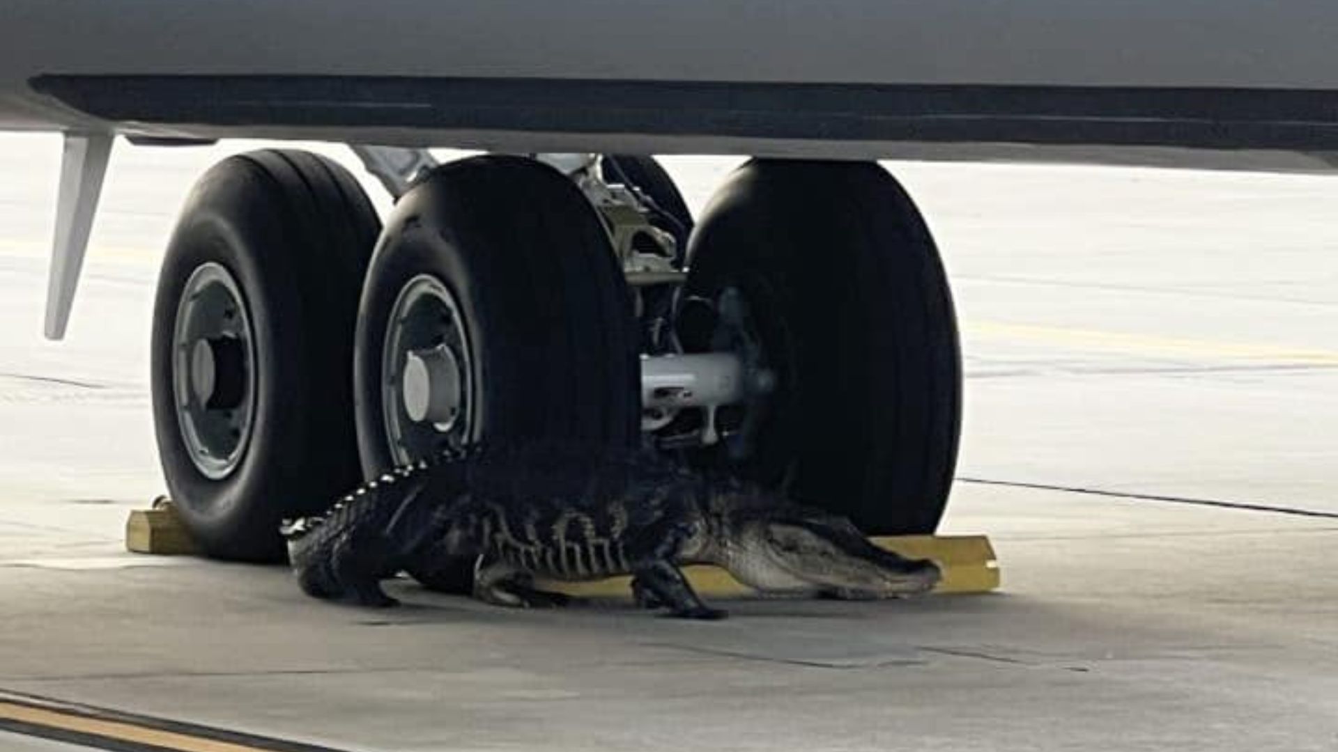 Alligator on runway at MacDill Air Force Base in Florida captured ...
