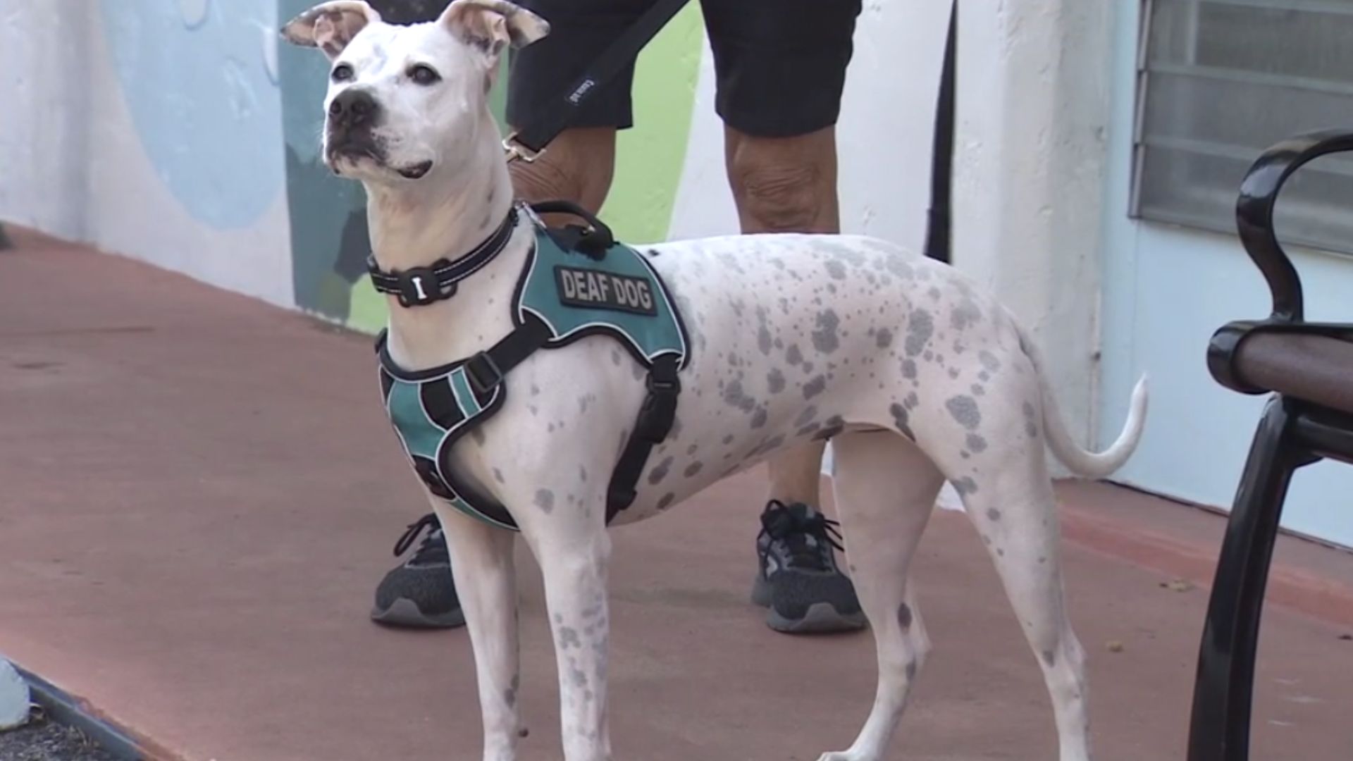 Cocoa, the deaf Dalmatian, gets a special send off as she is adopted by ...