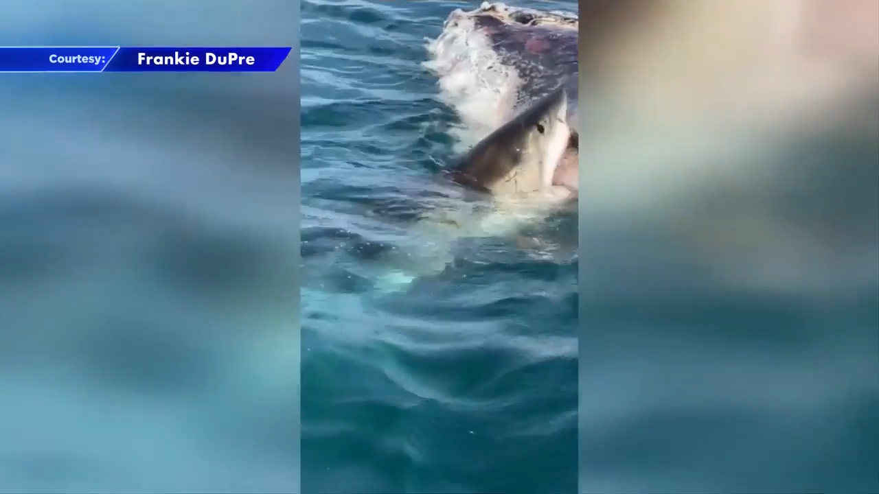 Great white shark feasts on whale carcass off Cudjoe Key, viewer video ...