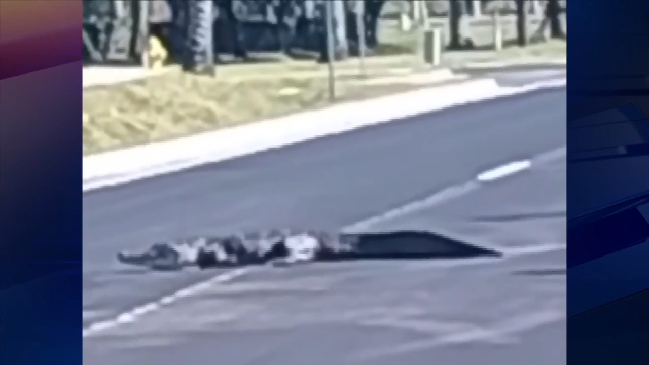 ‘It is scary’: Woman calls for action over repeat alligator sightings ...