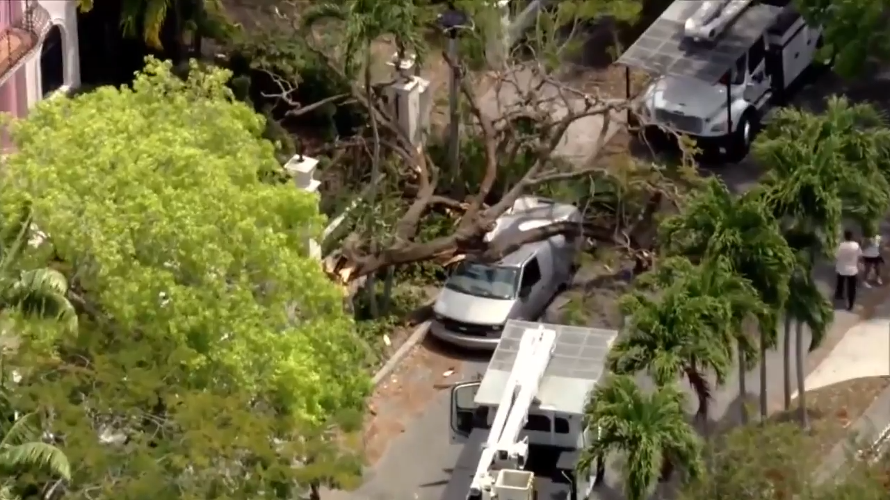 Large tree falls on top of van in Little Havana neighbor; no injuries ...