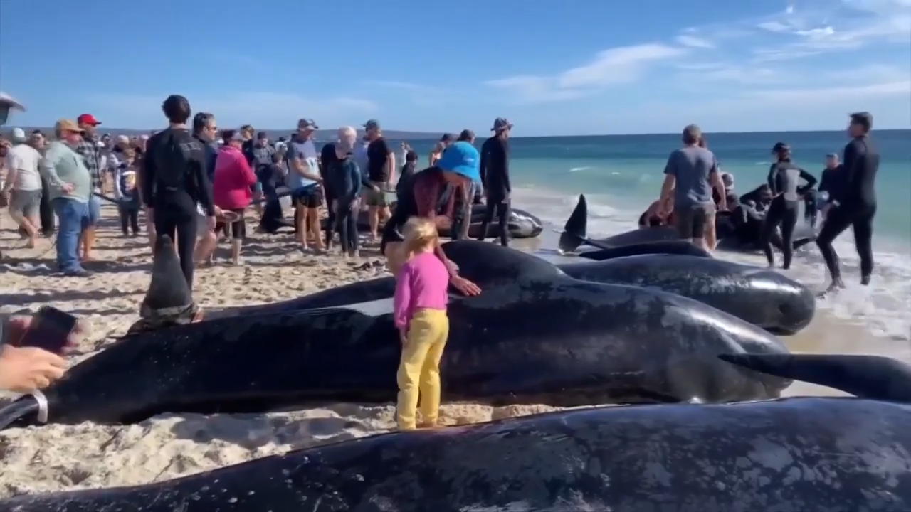 Over 100 pilot whales beached on western Australian coast have been ...