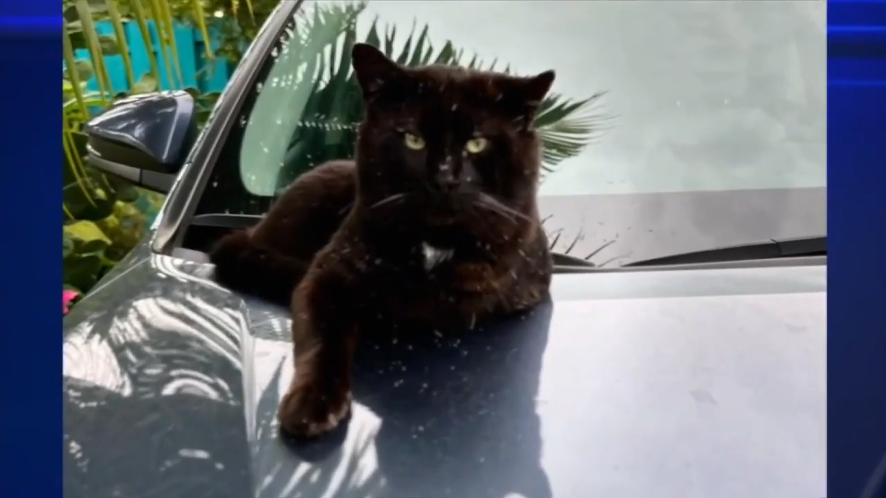 14-year-old arrested, charged with animal cruelty for allegedly ...