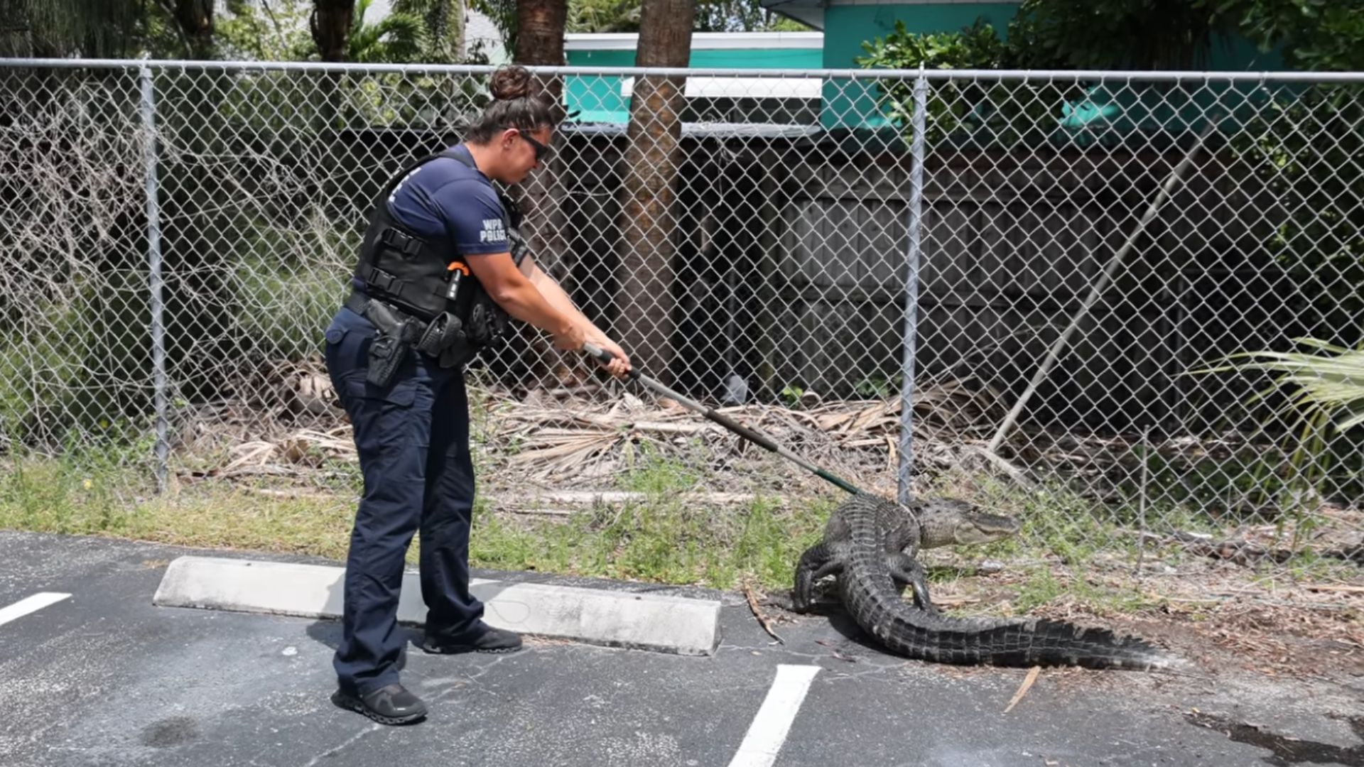 120-pound feisty alligator spotted behind shopping center in West Palm ...