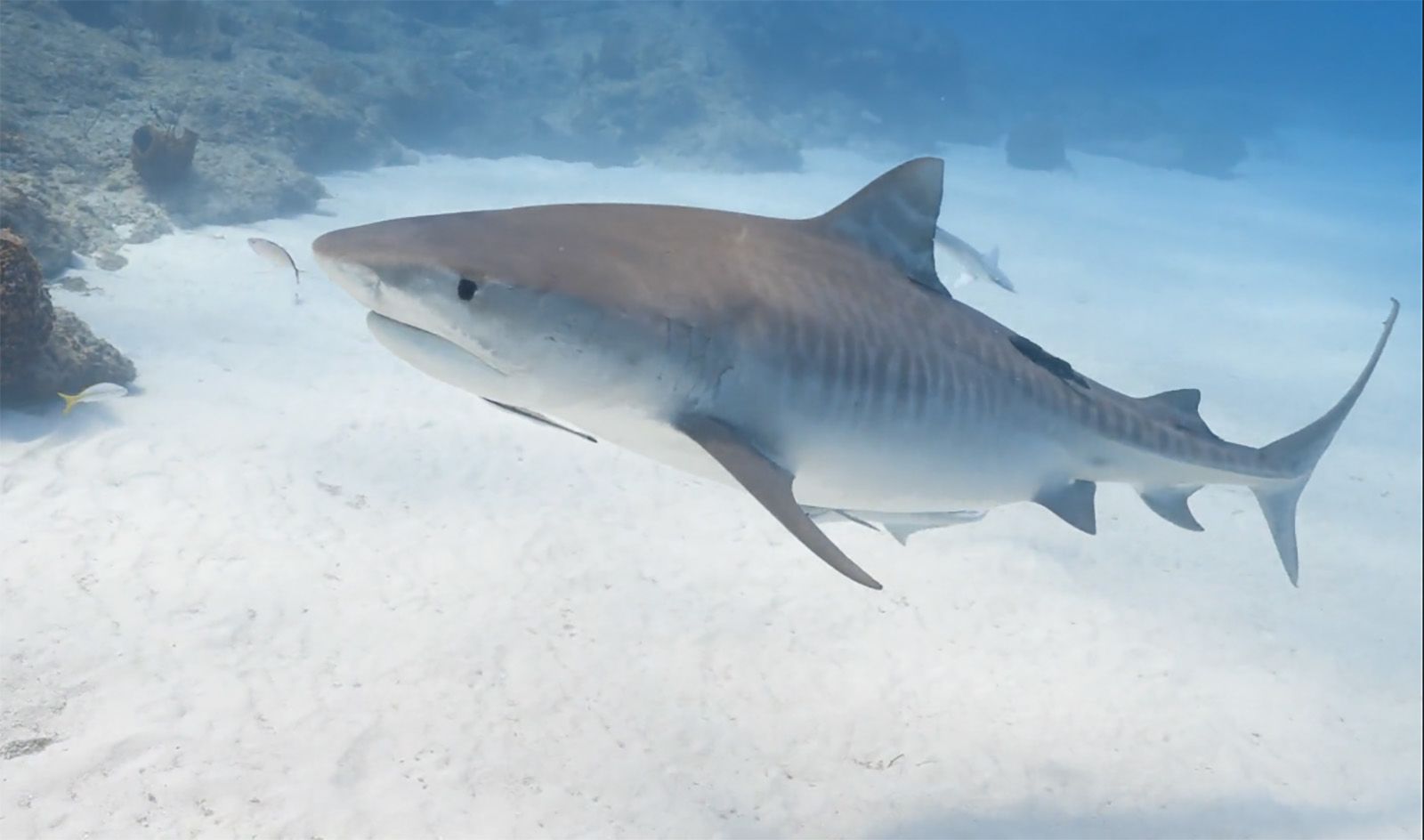 How tiger sharks wearing cameras revealed the world’s largest seagrass ...