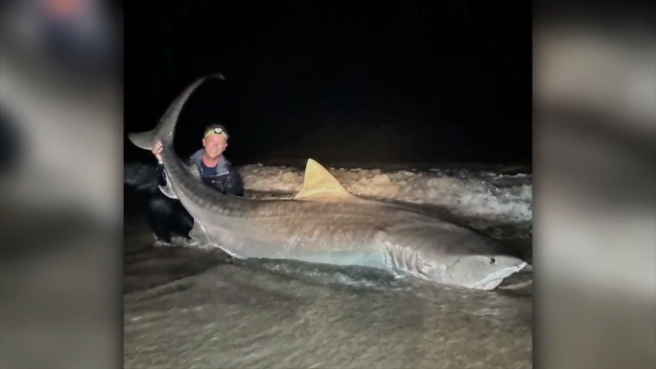 Fisherman reels in catch of a lifetime: a massive 12-foot tiger shark ...