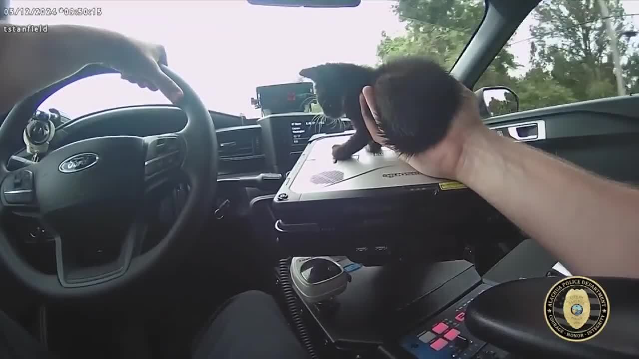 Highway rescue: Police save kitten from roadway - WSVN 7News | Miami ...